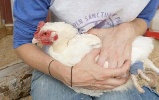 How To Safely Handle A Chicken At Your Animal Sanctuary - The Open ...