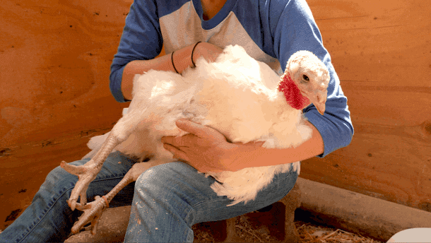 How To Safely Handle A Turkey - The Open Sanctuary Project