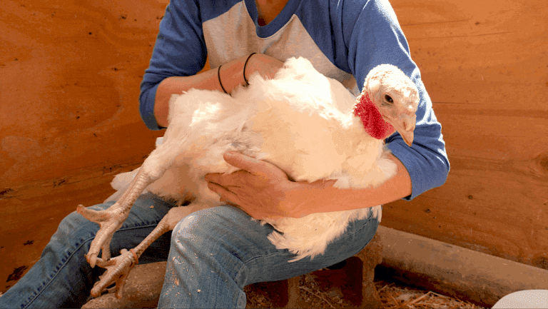 How To Safely Handle A Turkey - The Open Sanctuary Project