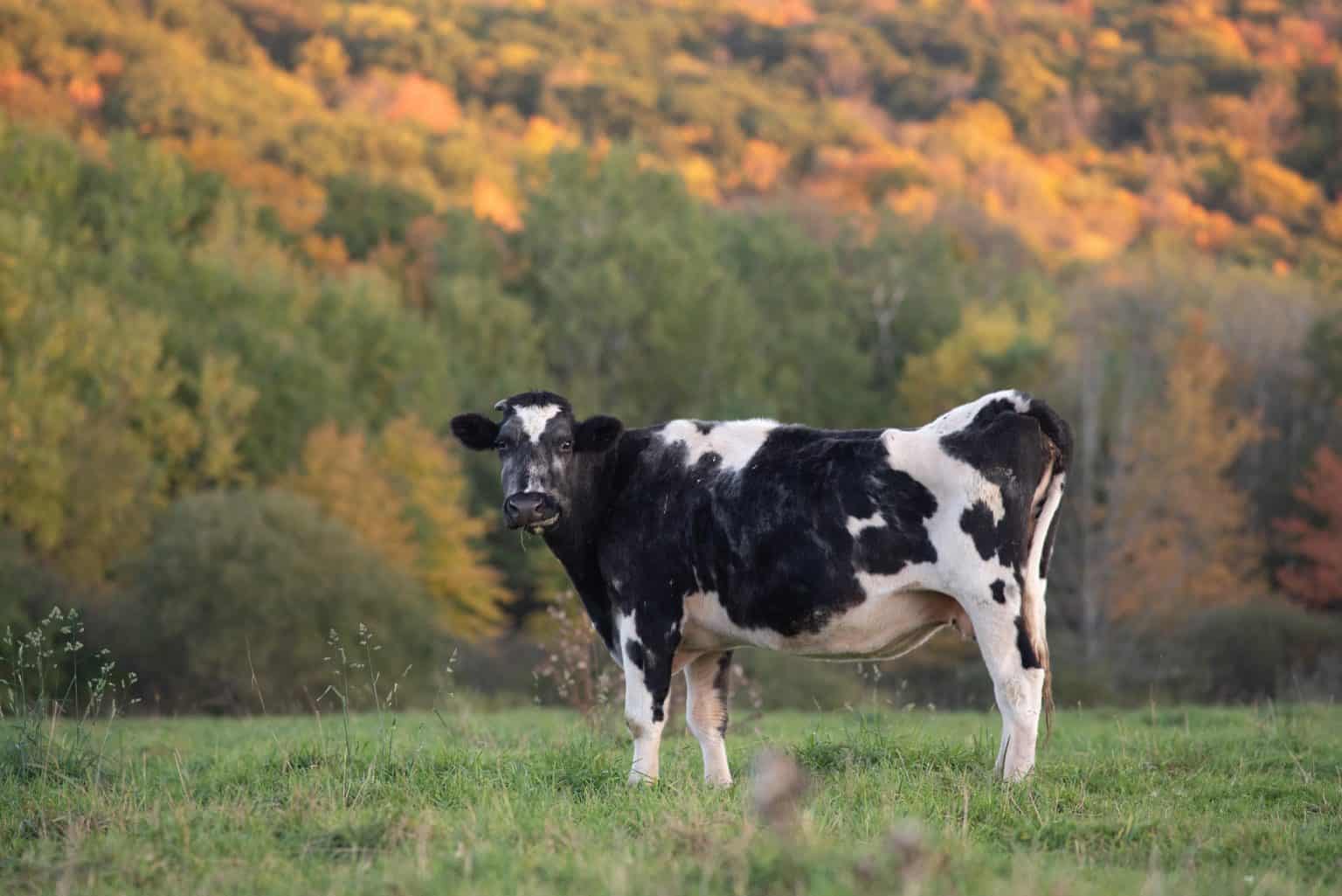 Additional Care Recommendations For Older Cows - The Open Sanctuary Project