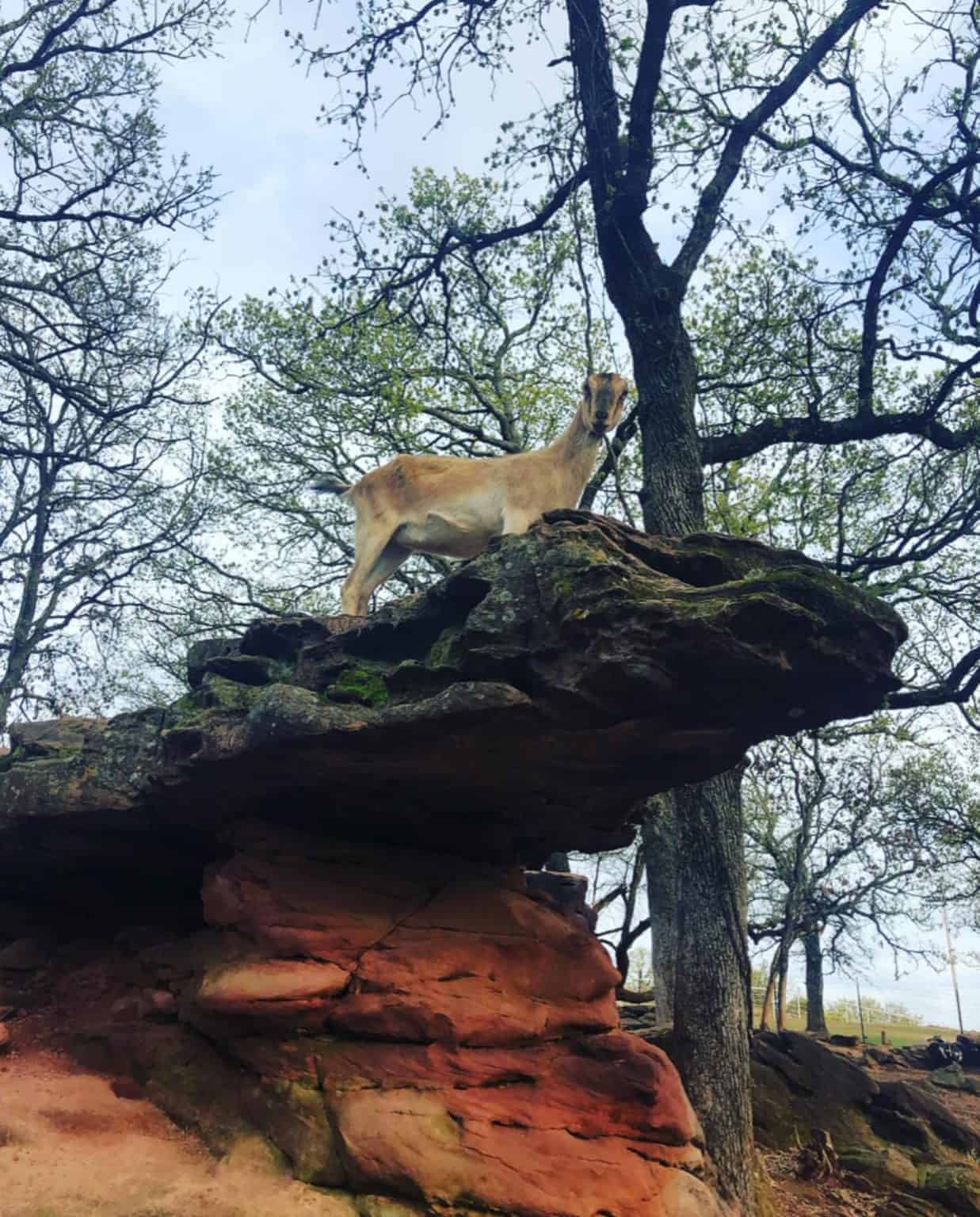 Goats Archives - The Open Sanctuary Project