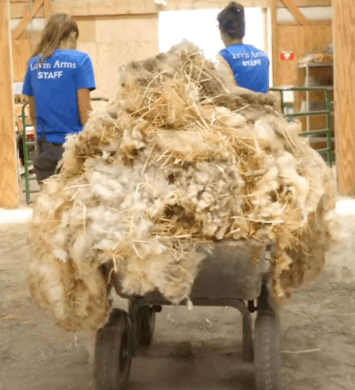 Wool And Fiber Disposal At Your Sanctuary - The Open Sanctuary Project