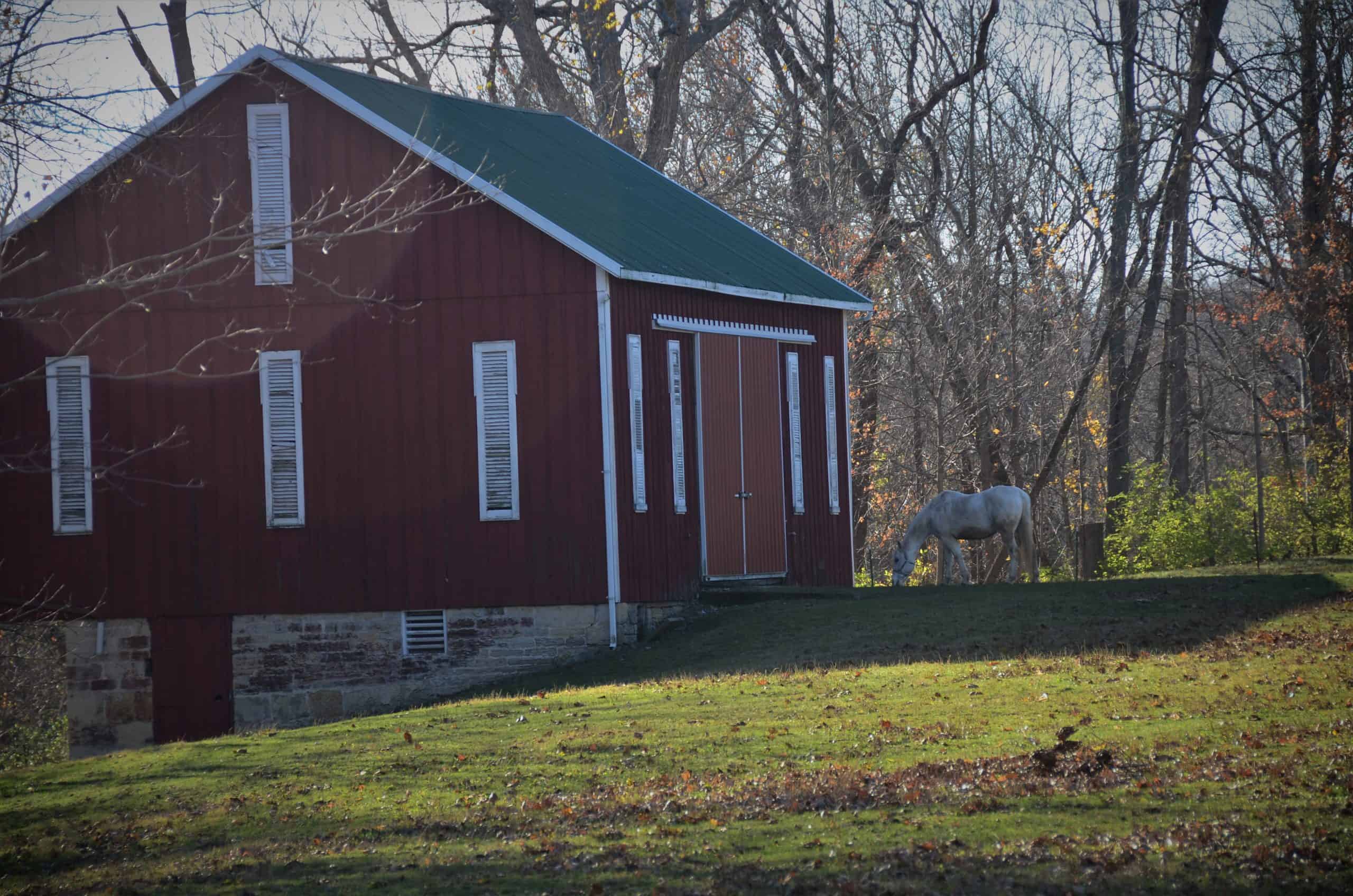 Creating A Good Home For Horses - The Open Sanctuary Project