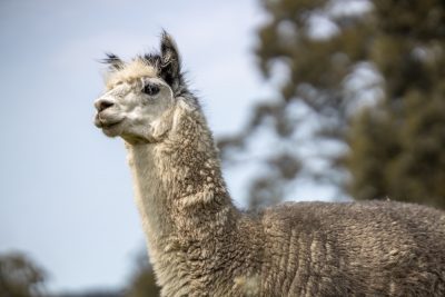 How to Conduct A Llama Health Check - The Open Sanctuary Project