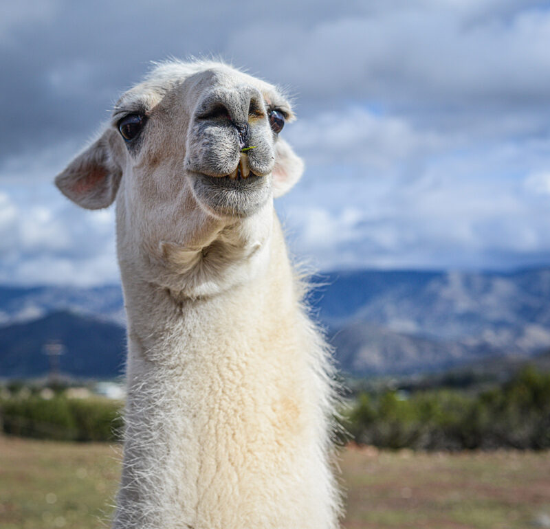 Llamas Archives - The Open Sanctuary Project