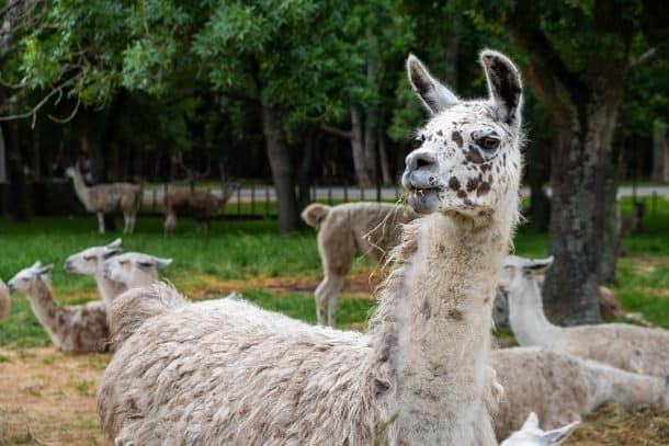 Llamas Archives - The Open Sanctuary Project