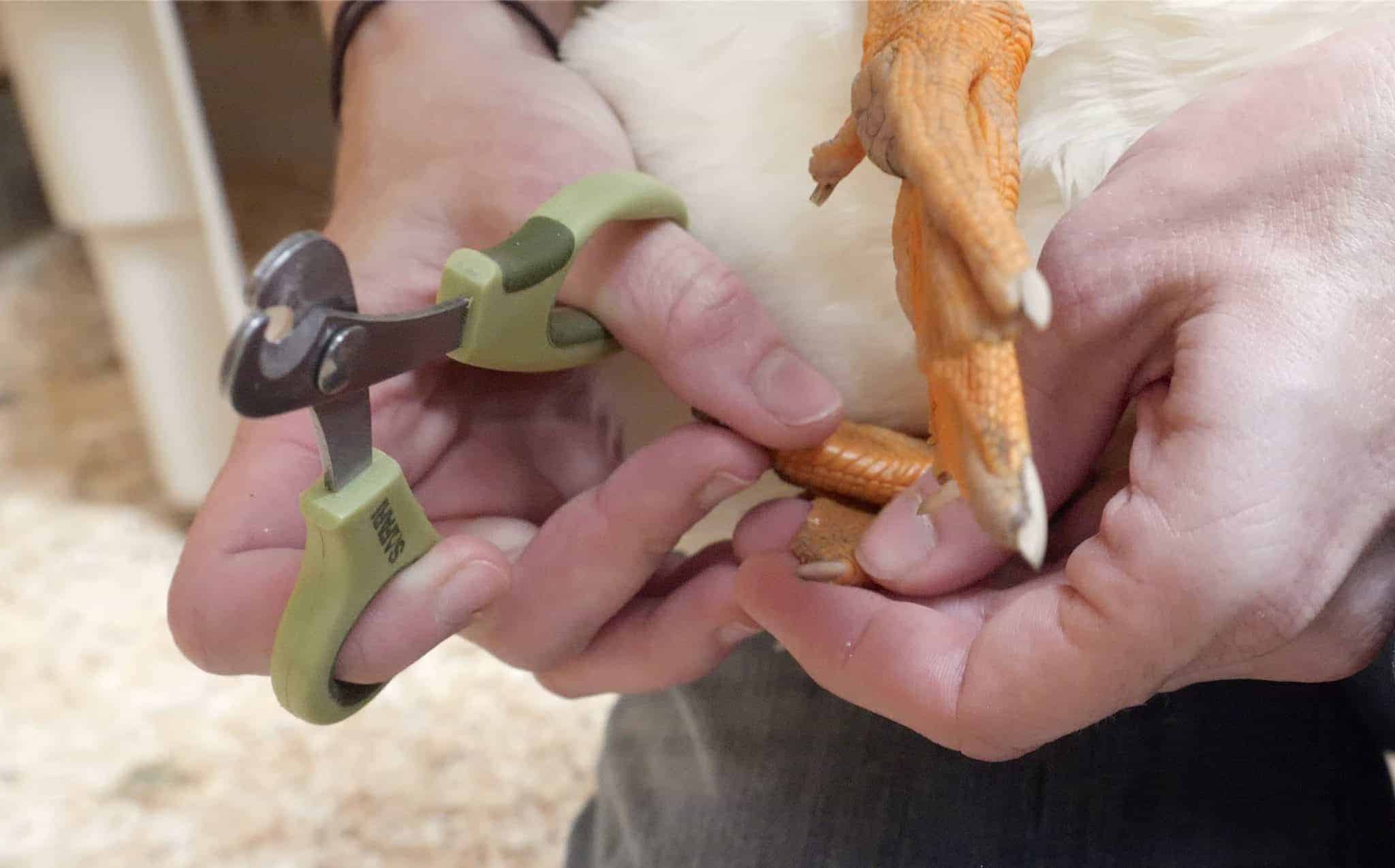 How to Trim a Duck's Nails - The Open Sanctuary Project
