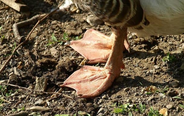 How To Trim a Goose's Nails - The Open Sanctuary Project