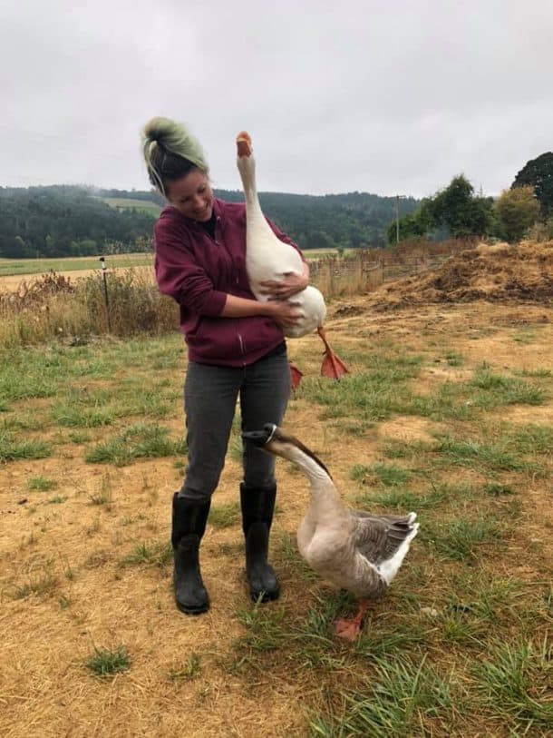 How To Safely Handle A Goose - The Open Sanctuary Project
