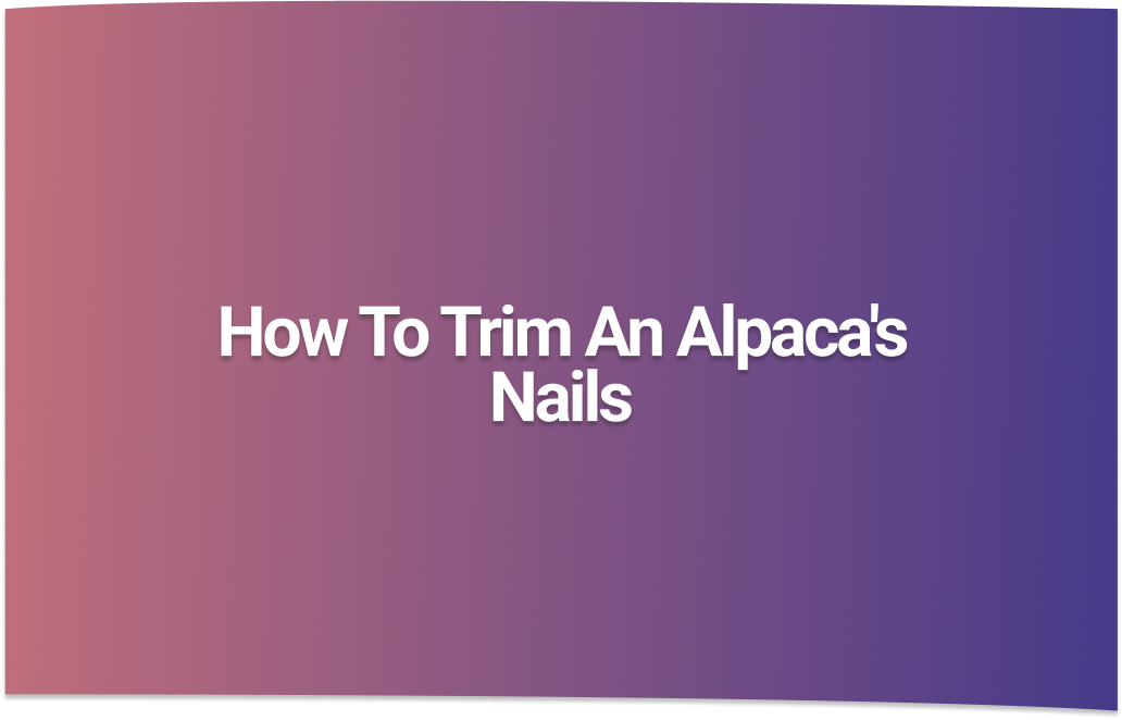 How To Trim An Alpaca's Nails - The Open Sanctuary Project