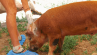 The Importance Of Sun Protection For Pigs - The Open Sanctuary Project