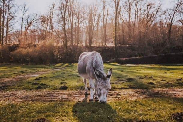 Potential Donkey Health Challenges - The Open Sanctuary Project