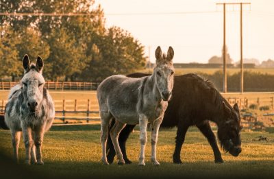 Creating A Good Home For Donkeys - The Open Sanctuary Project
