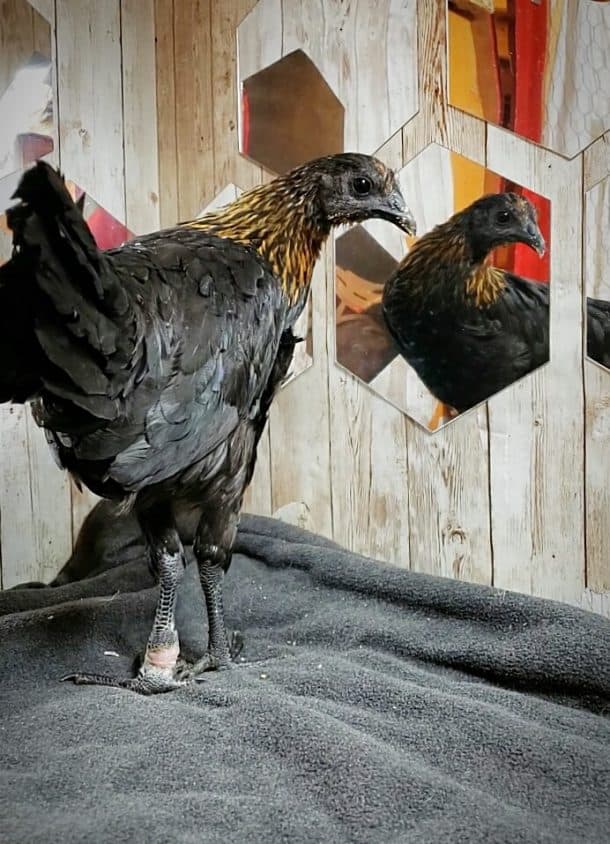 Creating An Enriching Life For Turkeys - The Open Sanctuary Project