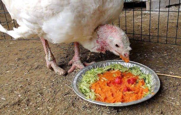 Creating An Enriching Life For Turkeys - The Open Sanctuary Project