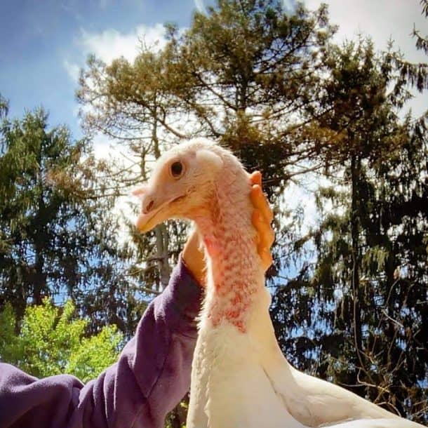 Creating An Enriching Life For Turkeys - The Open Sanctuary Project