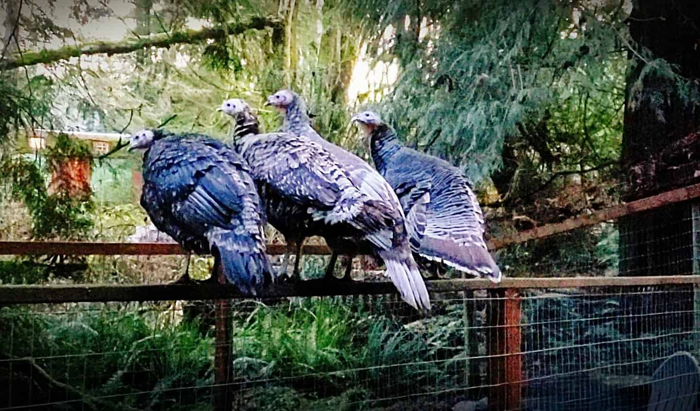 Domestic Turkey Nesting Boxes