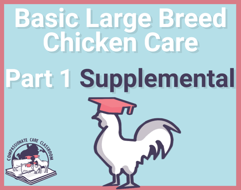 Compassionate Care Classroom: Basic Large Breed Chicken Care