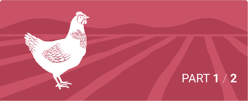 Compassionate Care Classroom Basic Chicken Care Part 1 Of 2