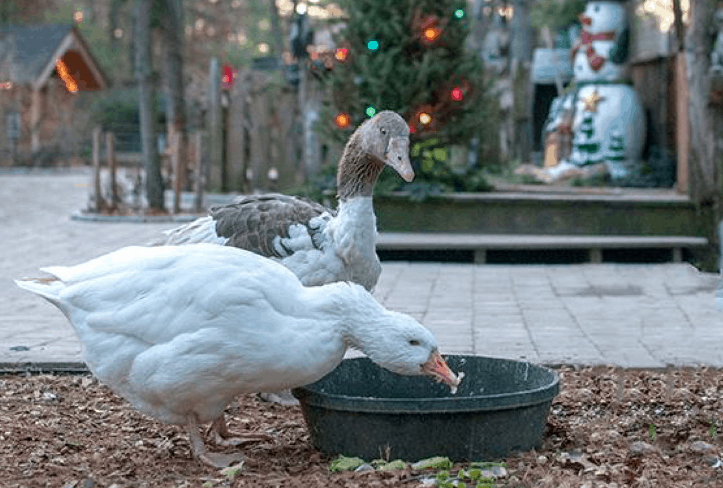 Creating An Enriching Life For Geese - The Open Sanctuary Project