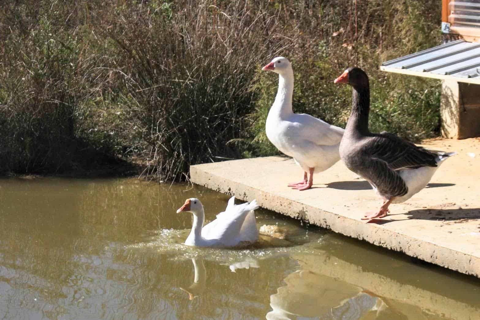 Creating An Enriching Life For Geese - The Open Sanctuary Project