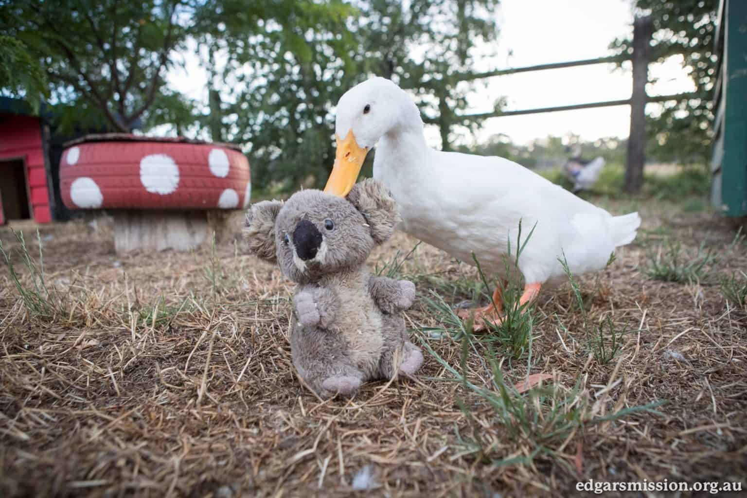 Creating An Enriching Life For Ducks - The Open Sanctuary Project