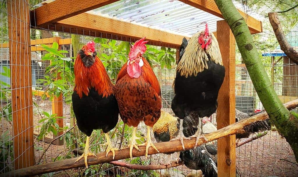 Creating An Enriching Life For Chickens - The Open Sanctuary Project