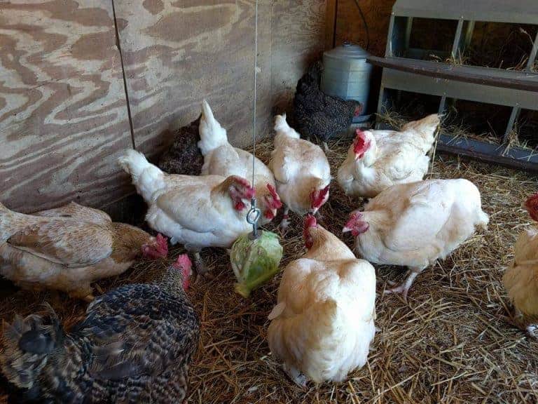 Creating An Enriching Life For Chickens - The Open Sanctuary Project