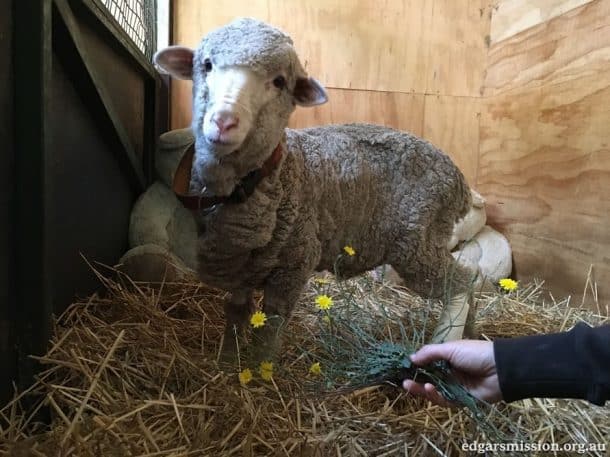 Creating An Enriching Life For Sheep - The Open Sanctuary Project