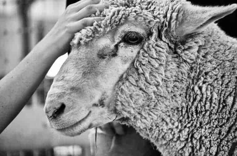 Creating An Enriching Life For Sheep - The Open Sanctuary Project