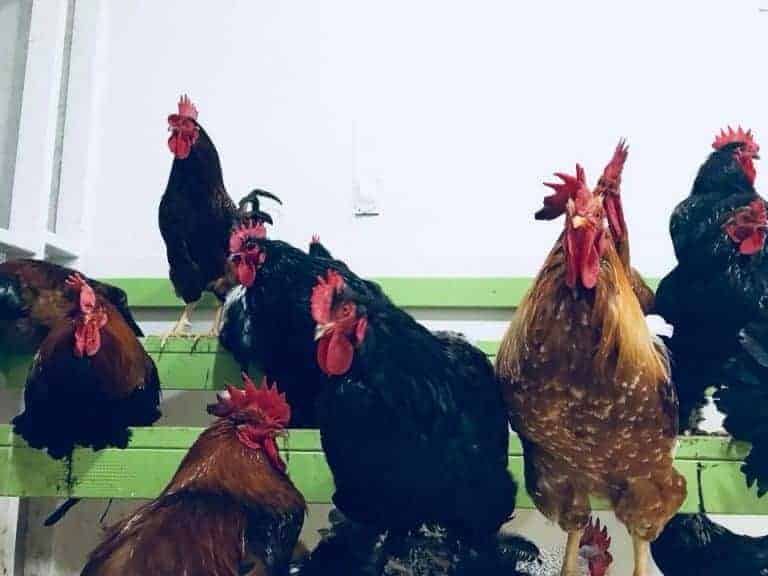 Creating A Good Home For Chickens - The Open Sanctuary Project