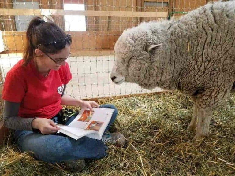 Creating An Enriching Life For Sheep - The Open Sanctuary Project