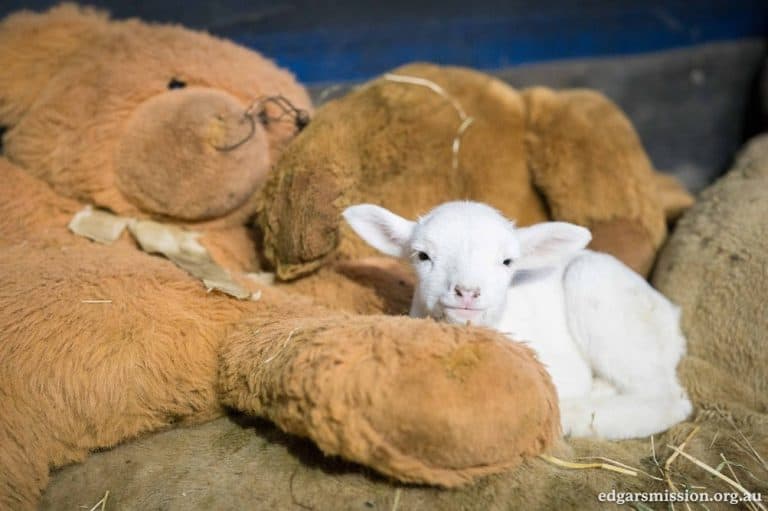 Creating An Enriching Life For Sheep - The Open Sanctuary Project