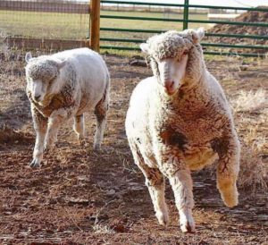Creating An Enriching Life For Sheep - The Open Sanctuary Project