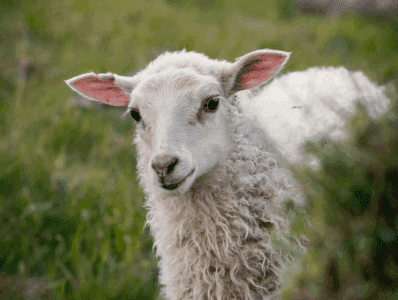 Fun Facts About Sheep - The Open Sanctuary Project