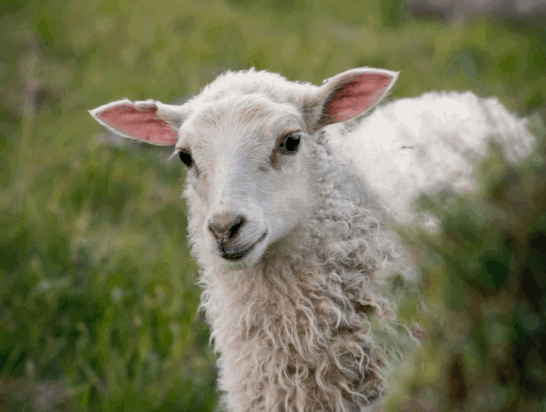 Fun Facts About Sheep - The Open Sanctuary Project