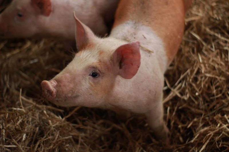 Fun Facts About Pigs The Open Sanctuary Project