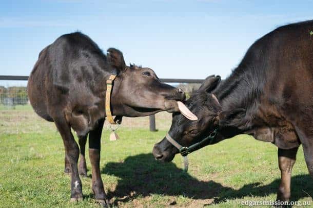 Creating An Enriching Life For Cows - The Open Sanctuary Project