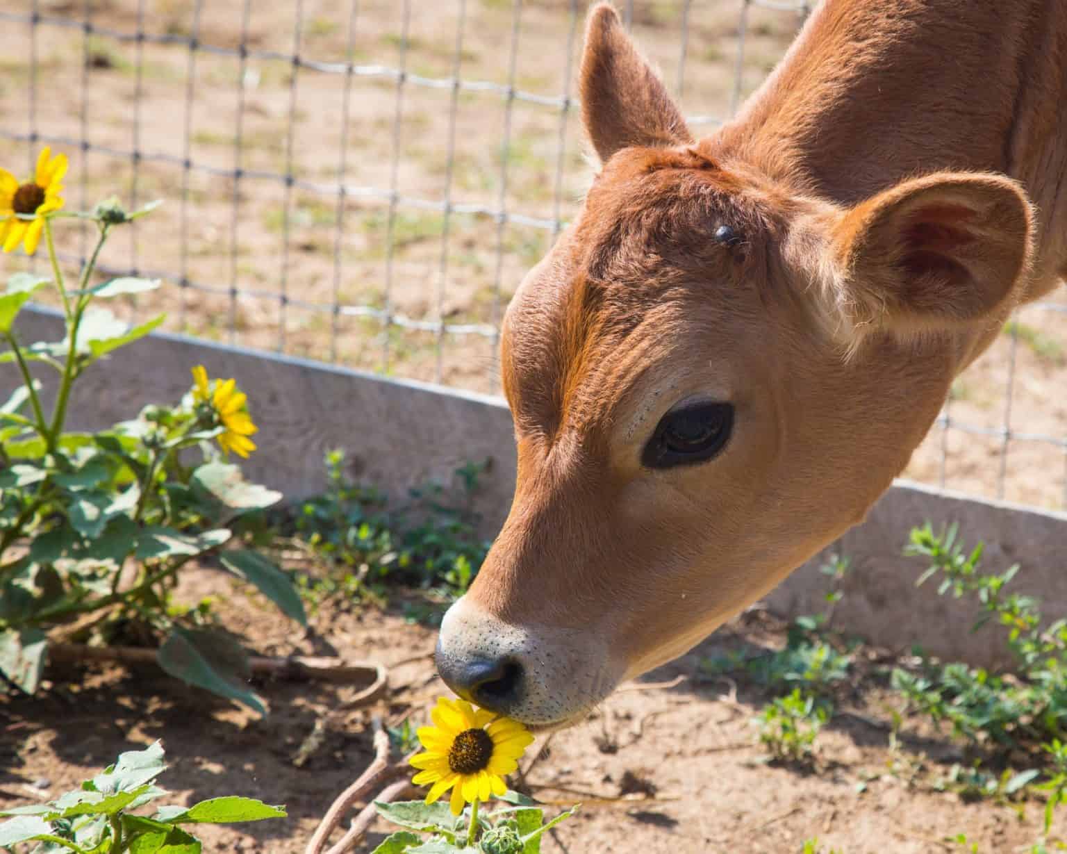 Creating An Enriching Life For Cows - The Open Sanctuary Project
