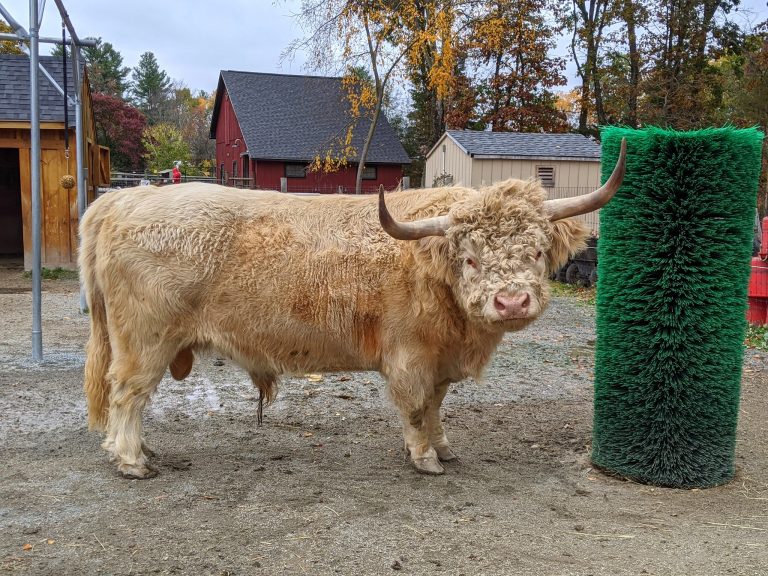 Creating An Enriching Life For Cows - The Open Sanctuary Project