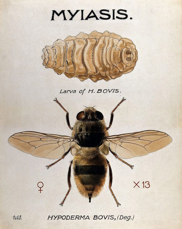 Fly Mitigation Strategies For Sanctuary Cow Residents - The Open ...
