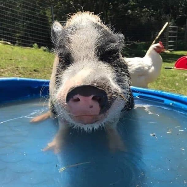 Creating An Enriching Life For Pigs - The Open Sanctuary Project