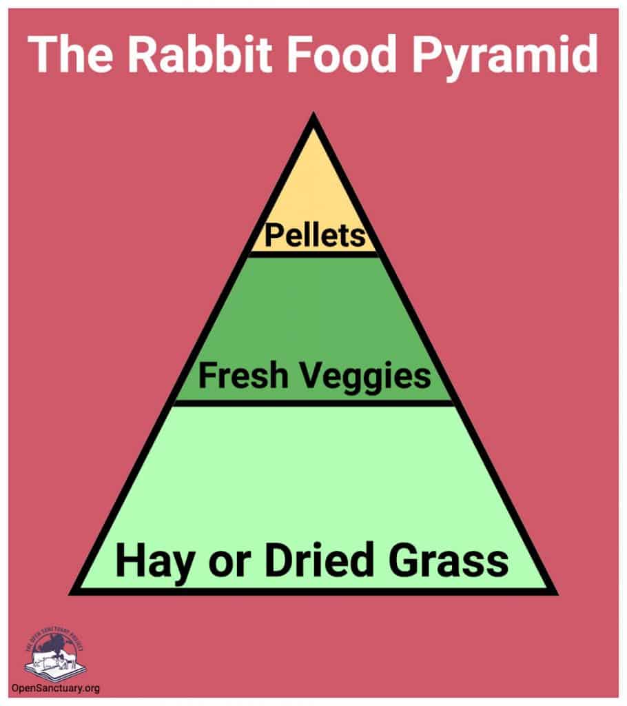 Daily Diet, Treats And Supplements For Rabbits - The Open Sanctuary Project
