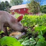 Creating An Enriching Life For Pigs - The Open Sanctuary Project