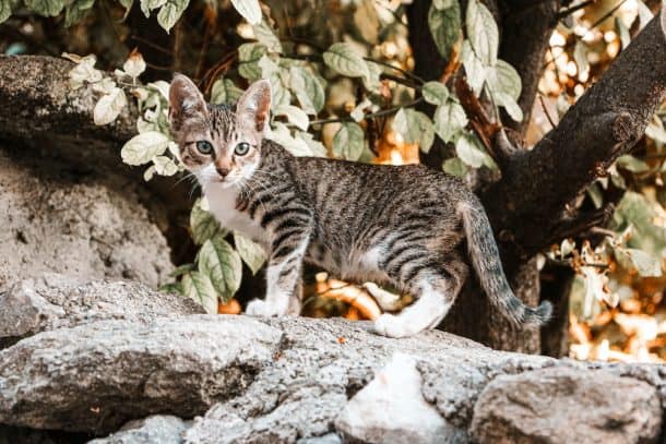 Domesticated, Feral, Or Wild: What's The Difference? - The Open ...