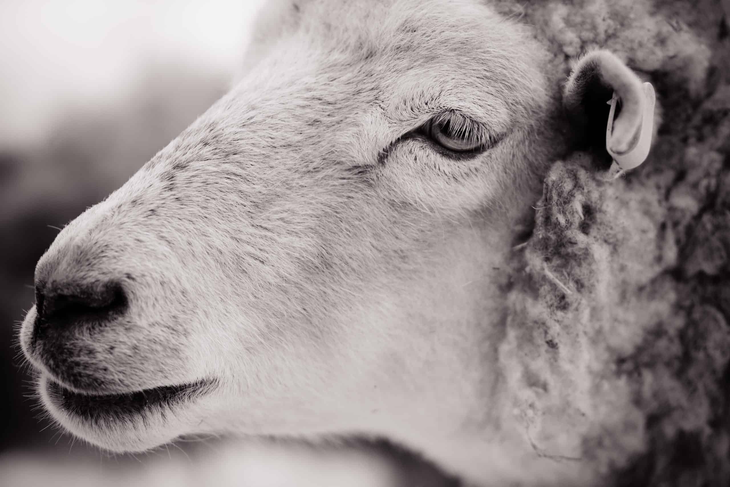 Sheep: How We Got Here - The Open Sanctuary Project
