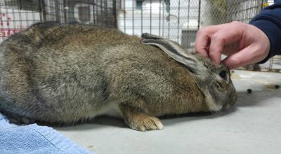 Creating An Enriching Life For Rabbits - The Open Sanctuary Project