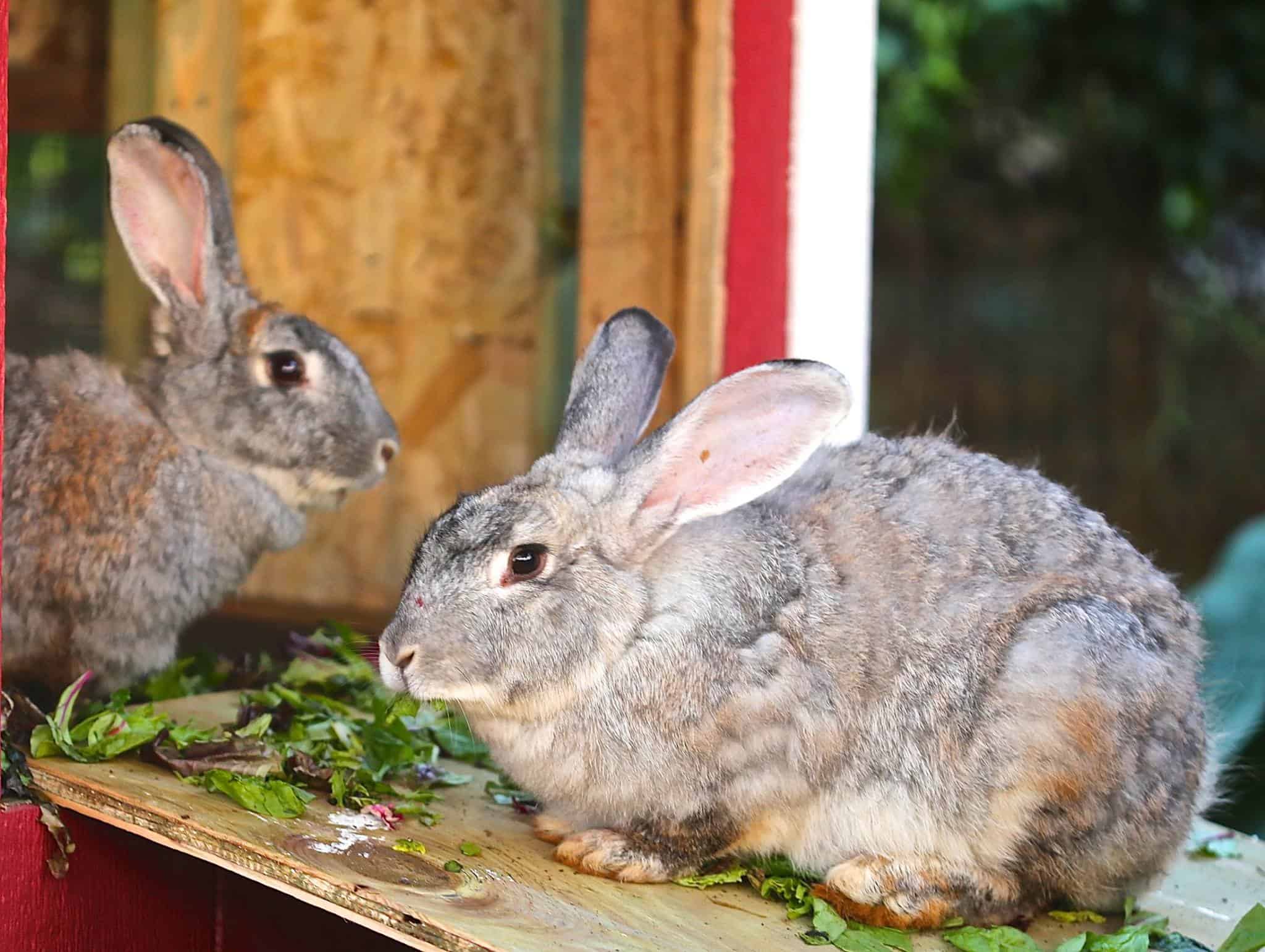 Creating An Enriching Life For Rabbits - The Open Sanctuary Project