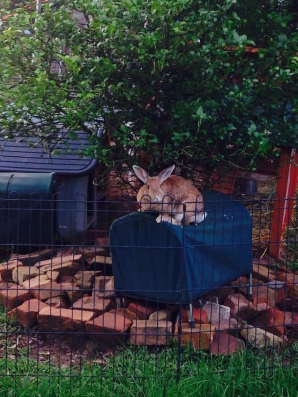 Creating An Enriching Life For Rabbits - The Open Sanctuary Project