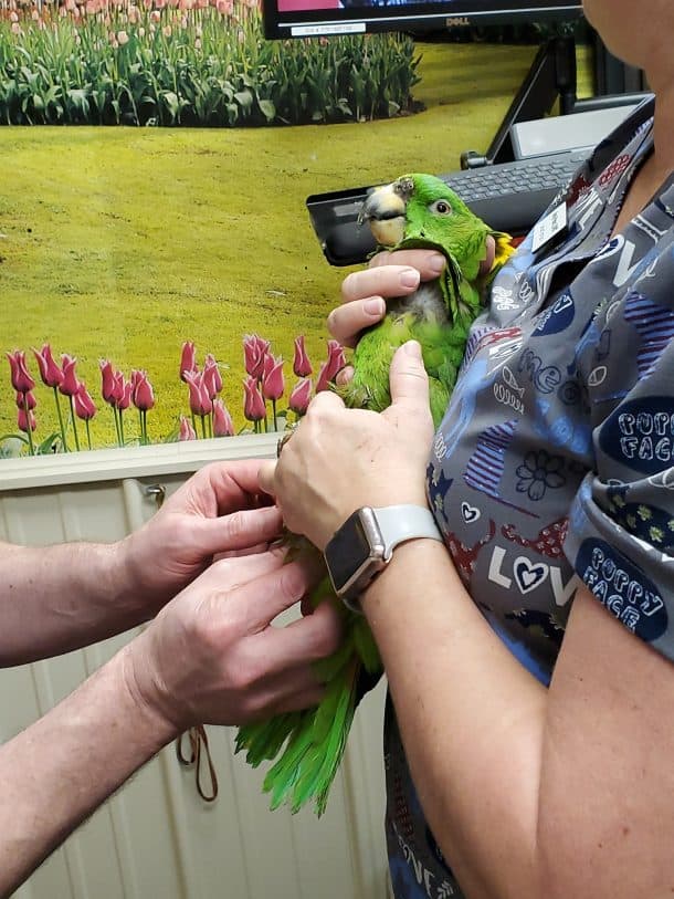 How to Conduct a Parrot Health Check - The Open Sanctuary Project